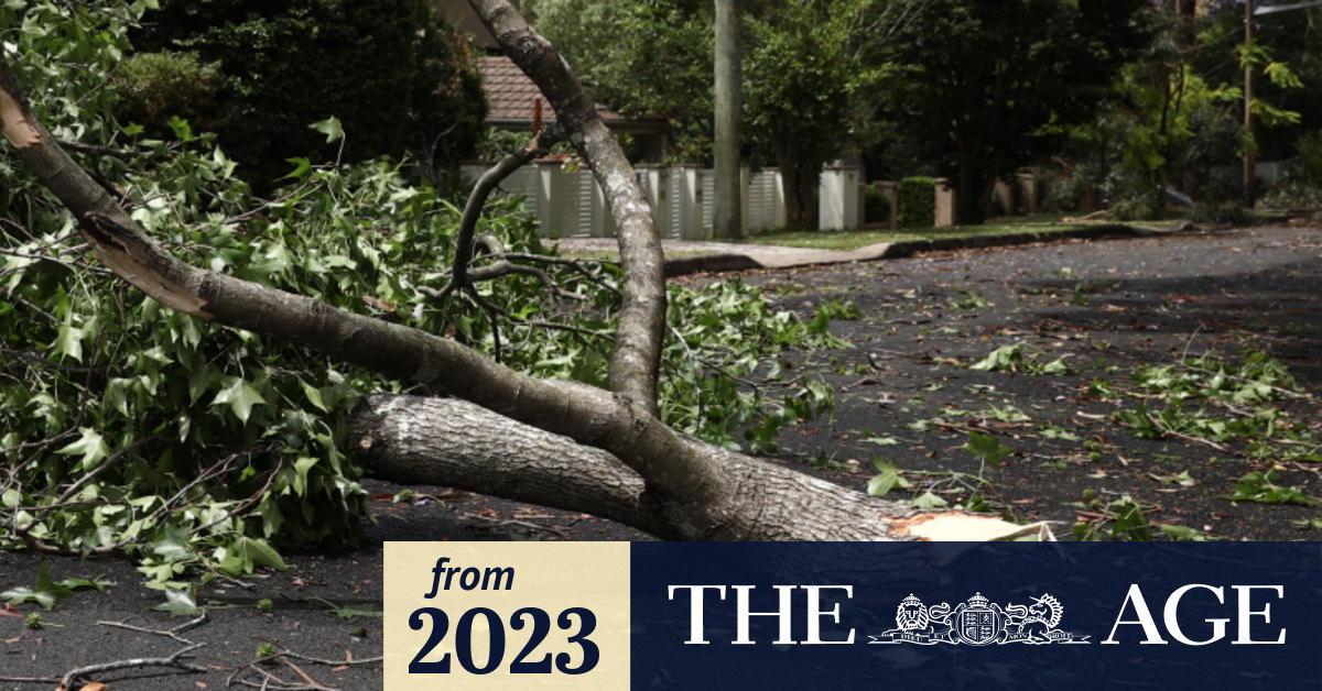 Boy killed by falling tree branch near Shepparton