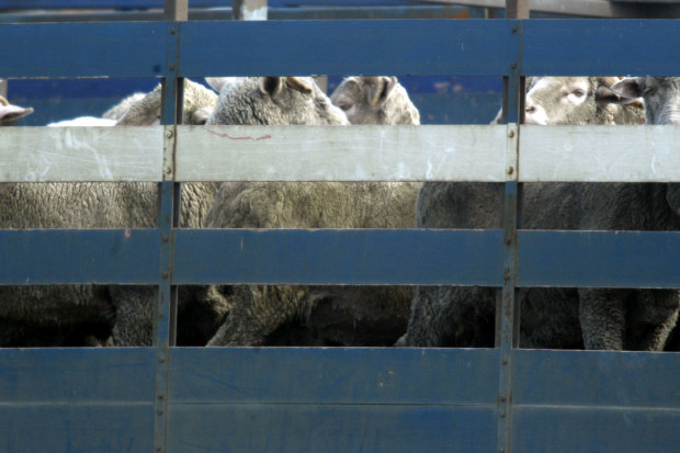 Live sheep exports get green light