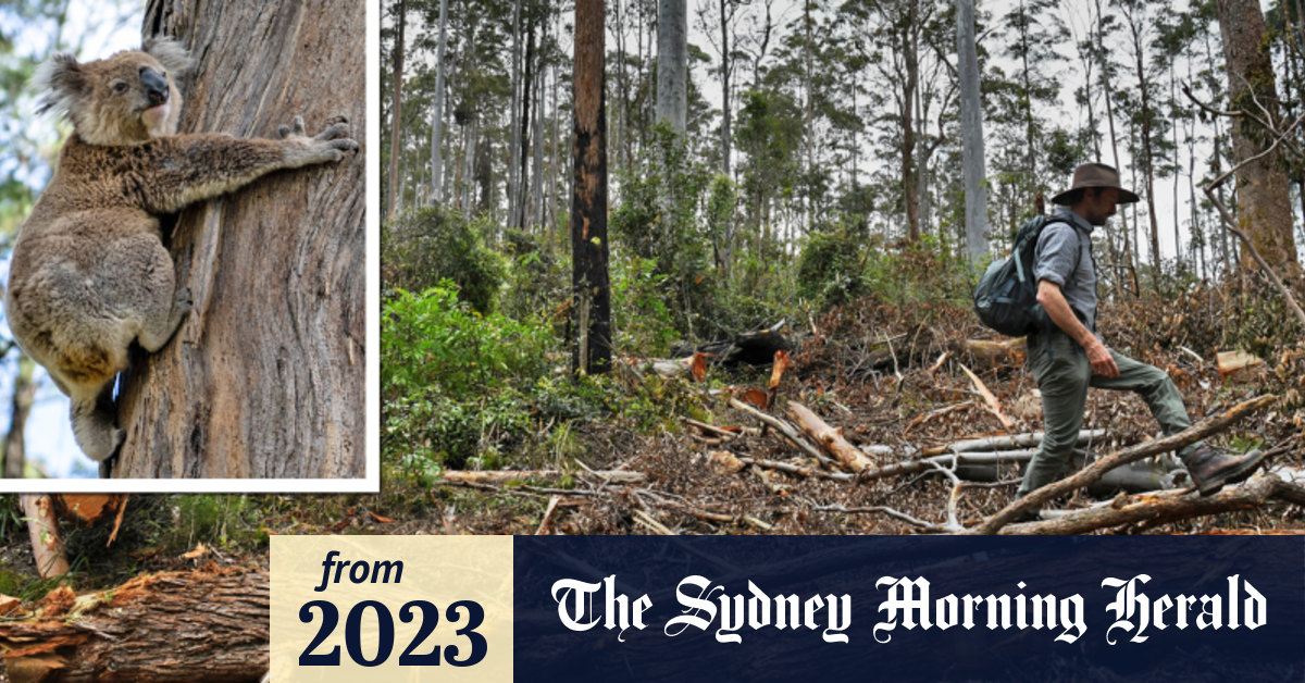 Great Koala National Park: Loggers target NSW government’s proposed ...