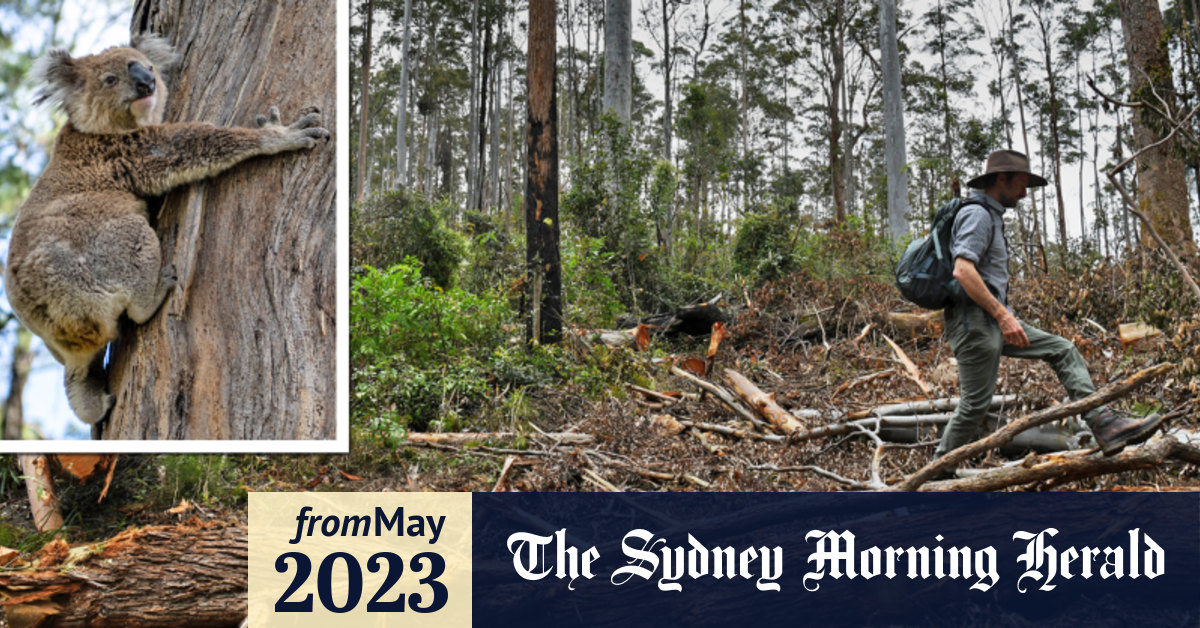 Great Koala National Park: Loggers target NSW government’s proposed ...