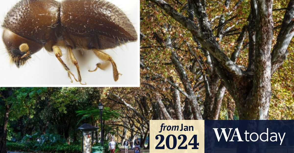 Perth’s Hyde Park to lose 20 per cent of its trees as polyphagous shot ...