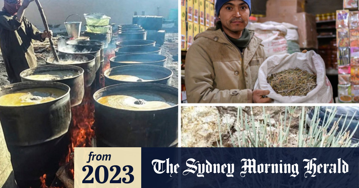 Crystal meth: The wild, green shrub in Afghanistan that is dividing ...