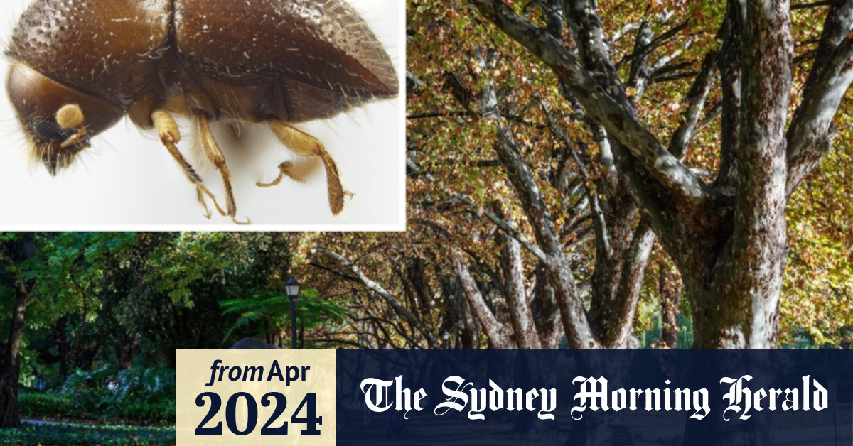 Invasive species: From rock snot to spiky crawling fish, the pests that ...