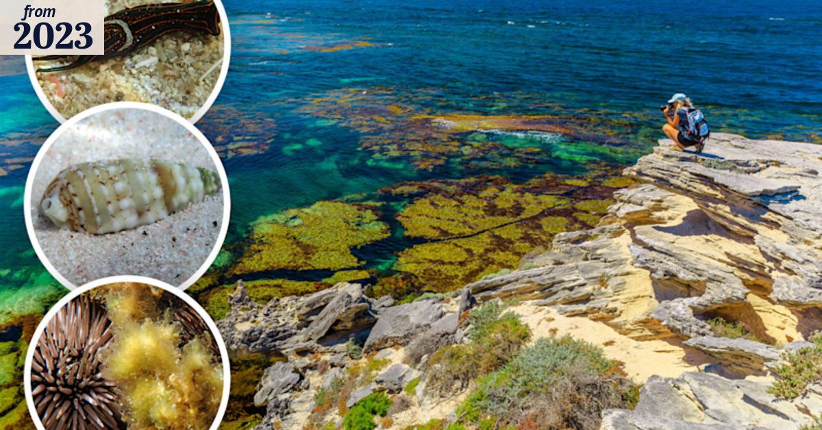 leeuwin current rottnest