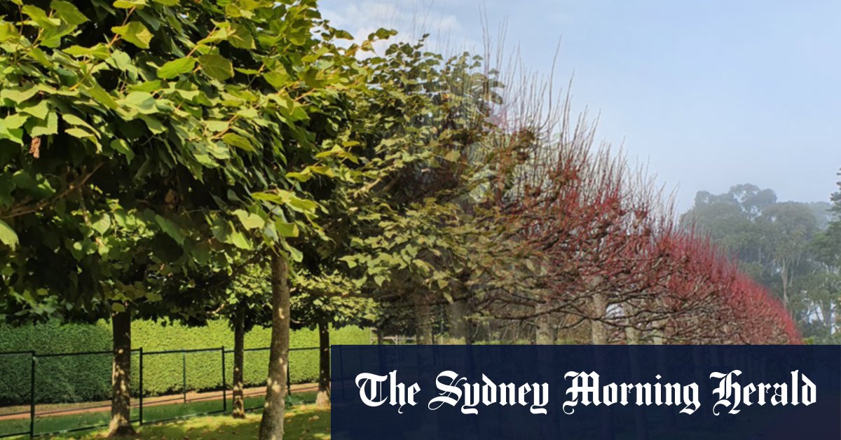 How to keep trees the right size for a small space: There’s a simple ...