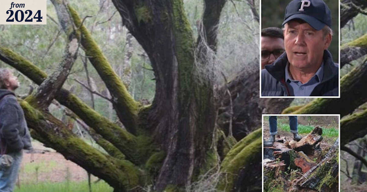 Authorities not happy after 800-year-old tree cut down in WA’s south-west