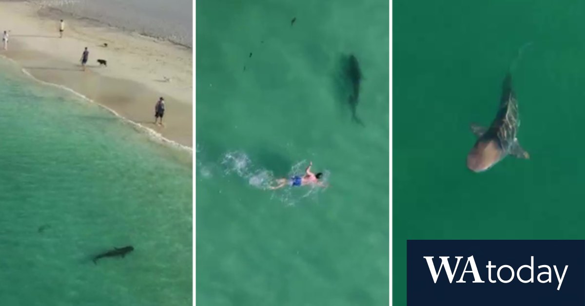Close encounter with ‘Trevor’ the tiger shark prompts call for quicker ...