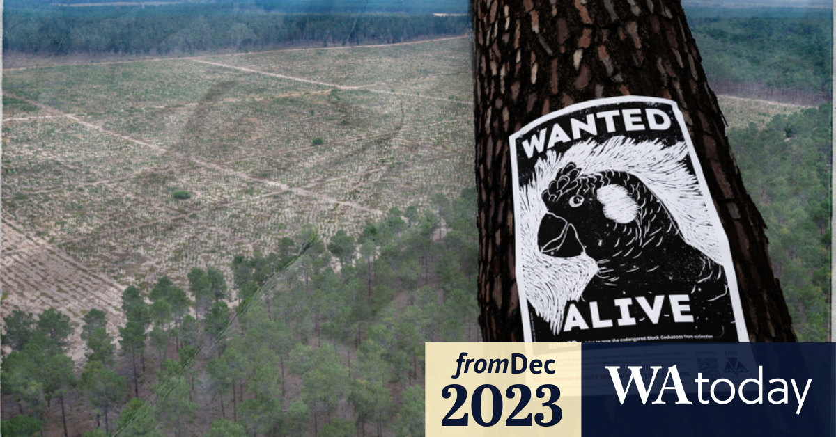 WA government to save last 1800ha of Gnangara pine plantation. Will it ...