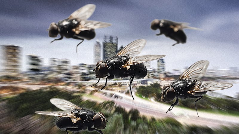 Are the flies in Perth getting worse? Experts say yes, but they’re not ...