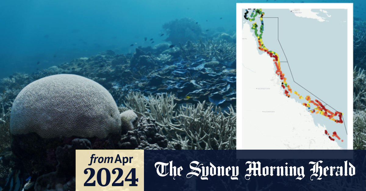 Great Barrier Reef 2024 bleaching event one of the worst