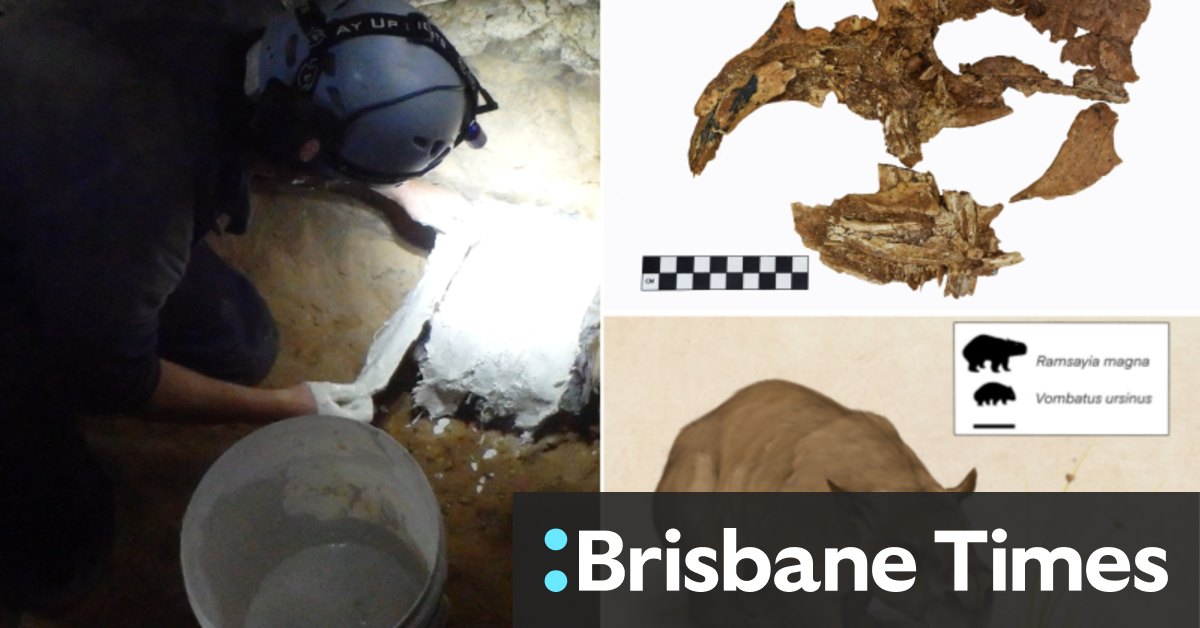 Why discovering a ‘true’ giant wombat fossil in Qld is a big deal