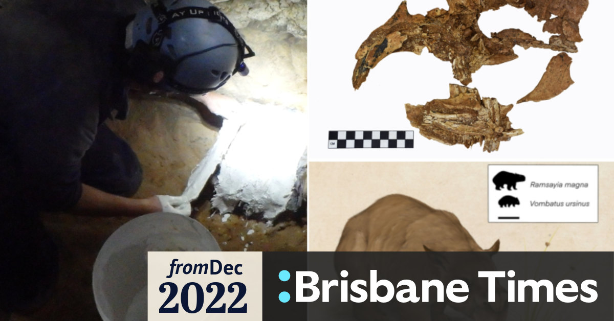 Why discovering a ‘true’ giant wombat fossil in Qld is a big deal