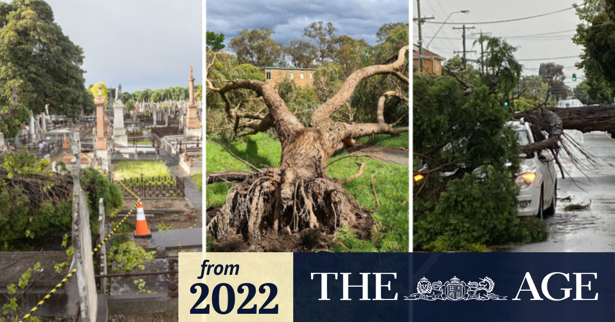 Victoria weather: Wind fells hundreds of trees, snow expected as fire ...