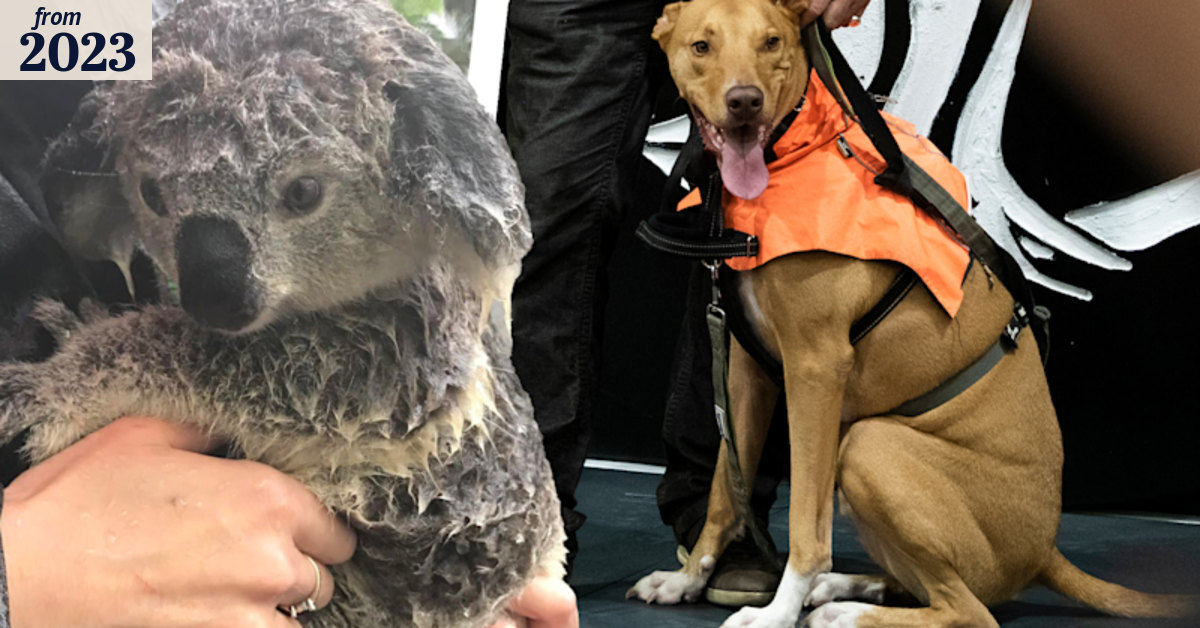 Sydney Royal Easter Show: koala-saving dingo joins list of celebrated ...