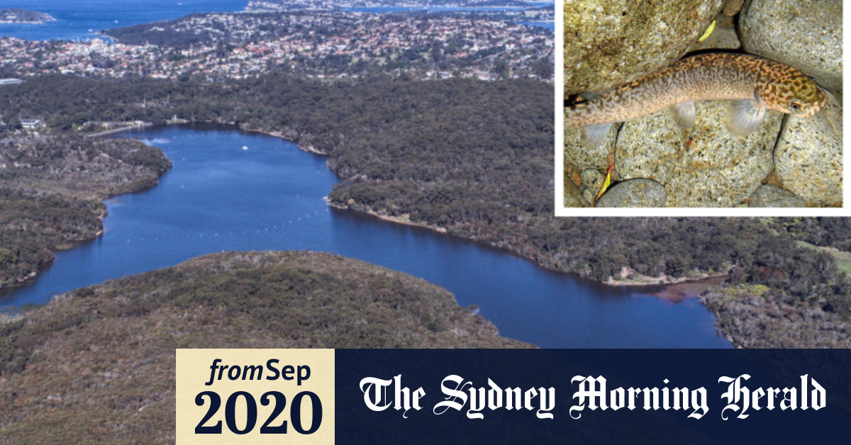 Manly Dam's ancient climbing fish have a new threat to scale