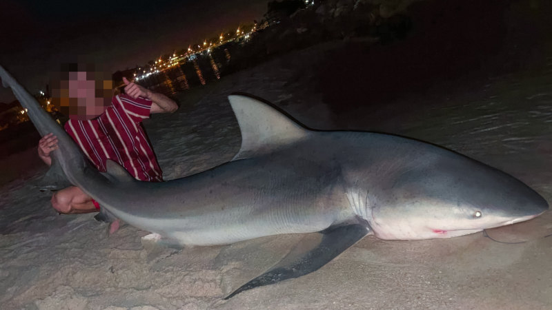 Shark Night Shark Attack