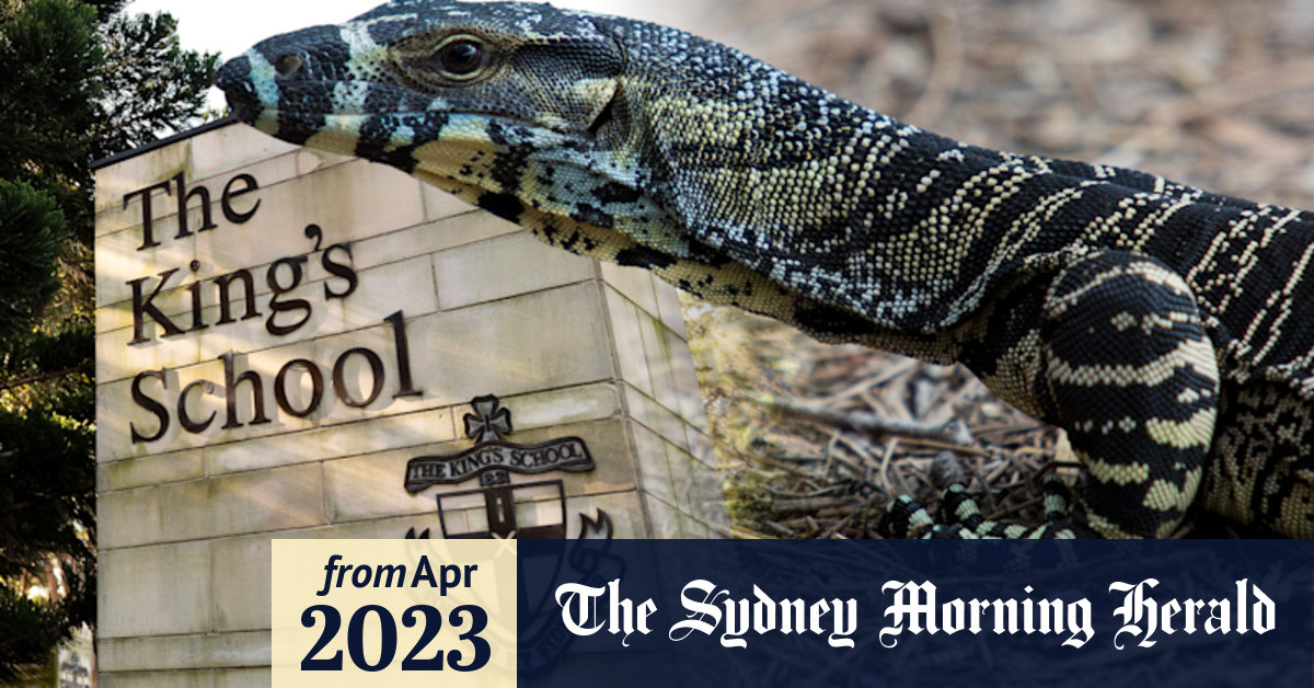 Police probe after King’s School students allegedly kill goanna