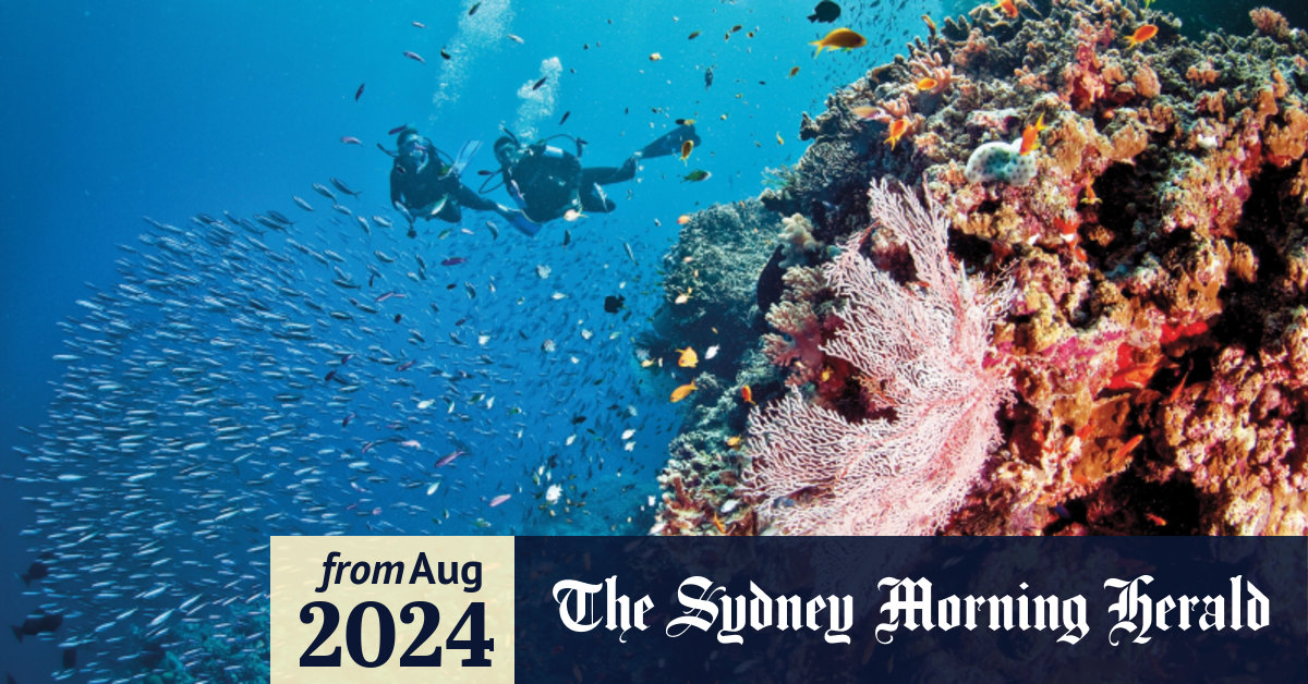 Last summer was so hot on the Great Barrier Reef, even the scientist ...
