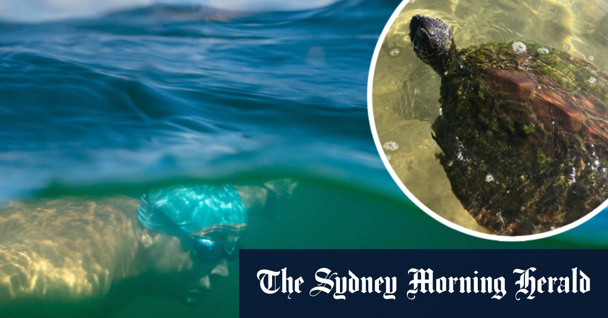 The trapped turtle, the Sydney swimmer – and a daring rescue