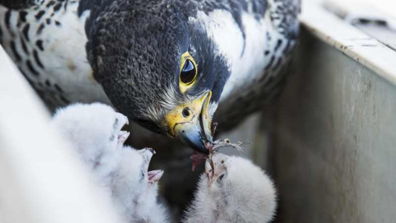 Driven to the coast, falcons swoop in just in time for bird census
