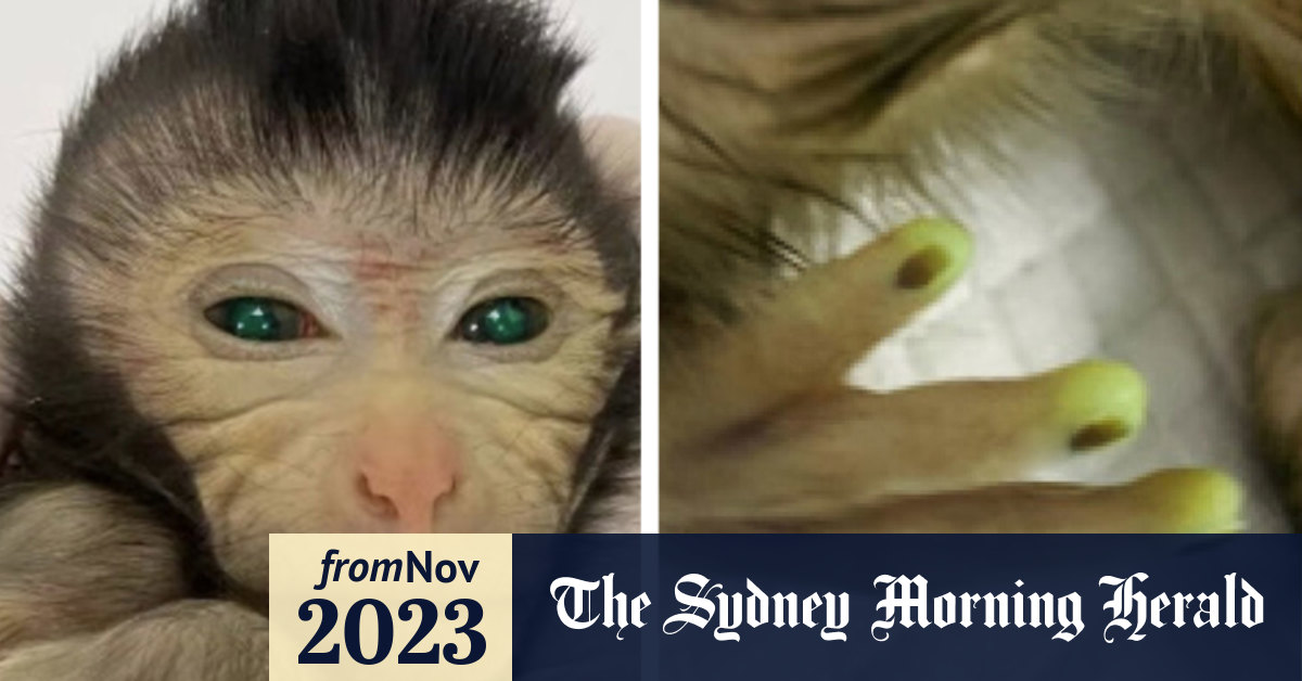 Fluorescent monkey: China stem cell researchers make breakthrough