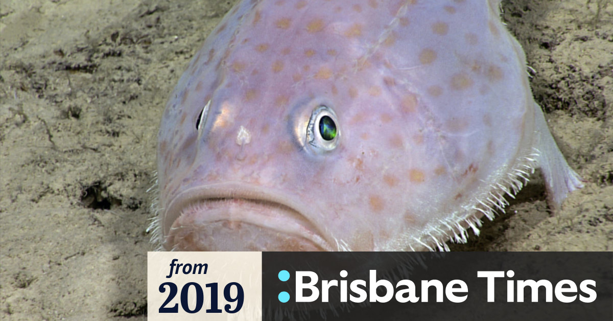 North Queensland shark attack now thought to have been a toadfish