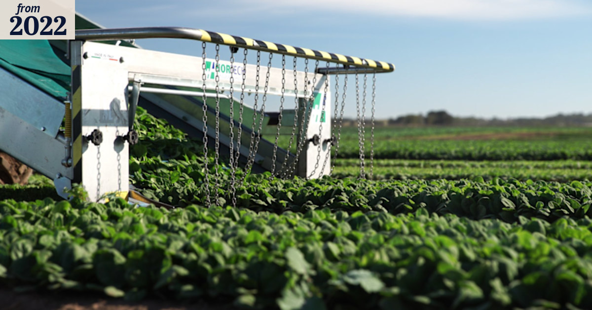Spinach contamination: Farm that harvested contaminated lettuce leaf ...