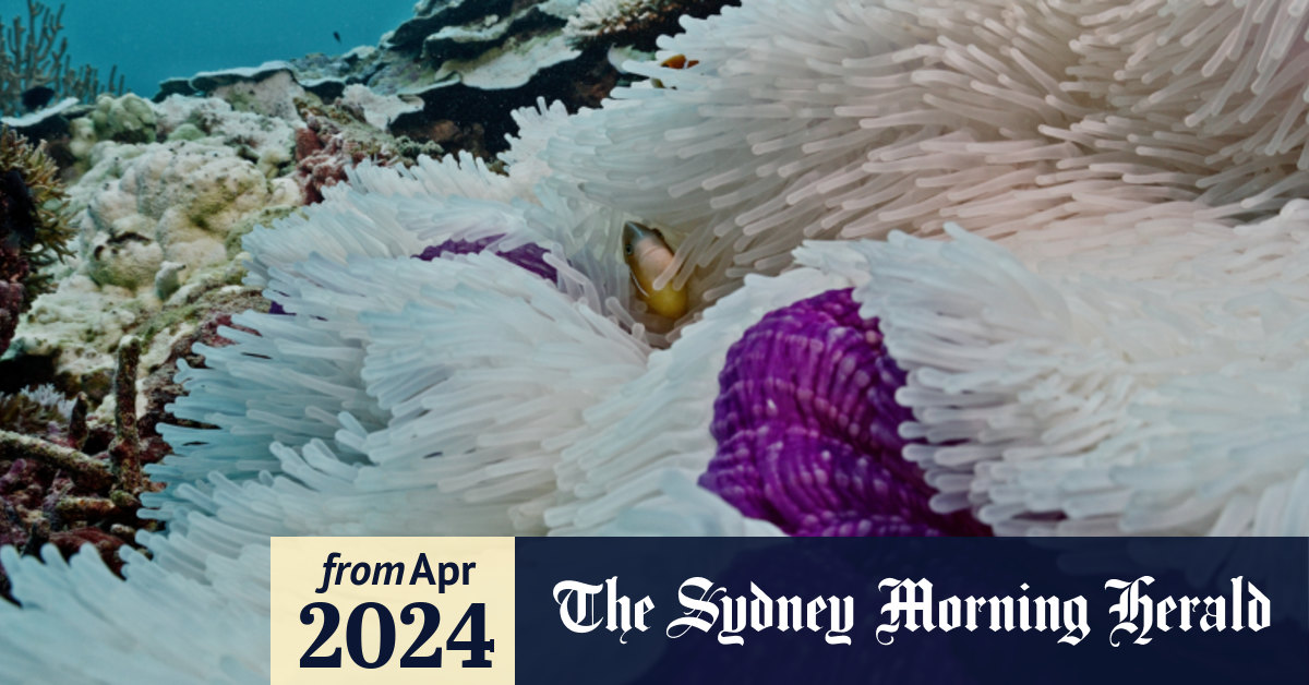 Climate crisis: Unprecedented spread of coral bleaching along Great ...