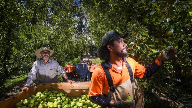 ‘It’s unsustainable’: Fruit growers urge states to stick to re-opening ...