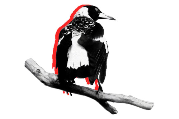 Magpie swooping season: Why do they do it and how can you avoid it?