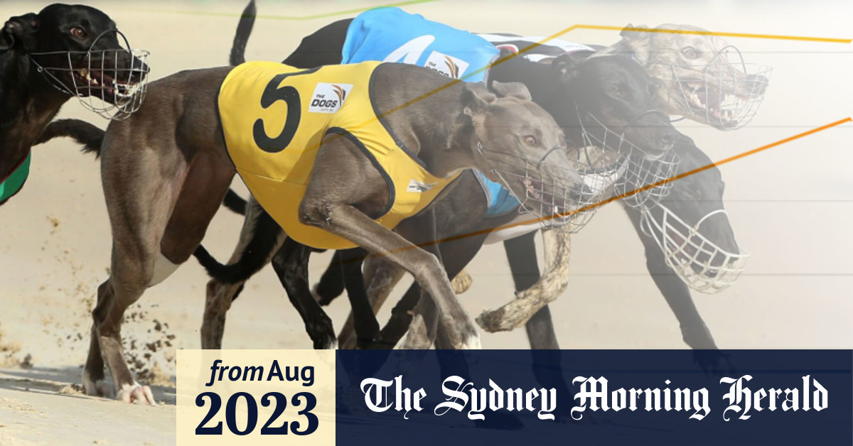 Greyhound racing: dog deaths, injuries on the increase in NSW