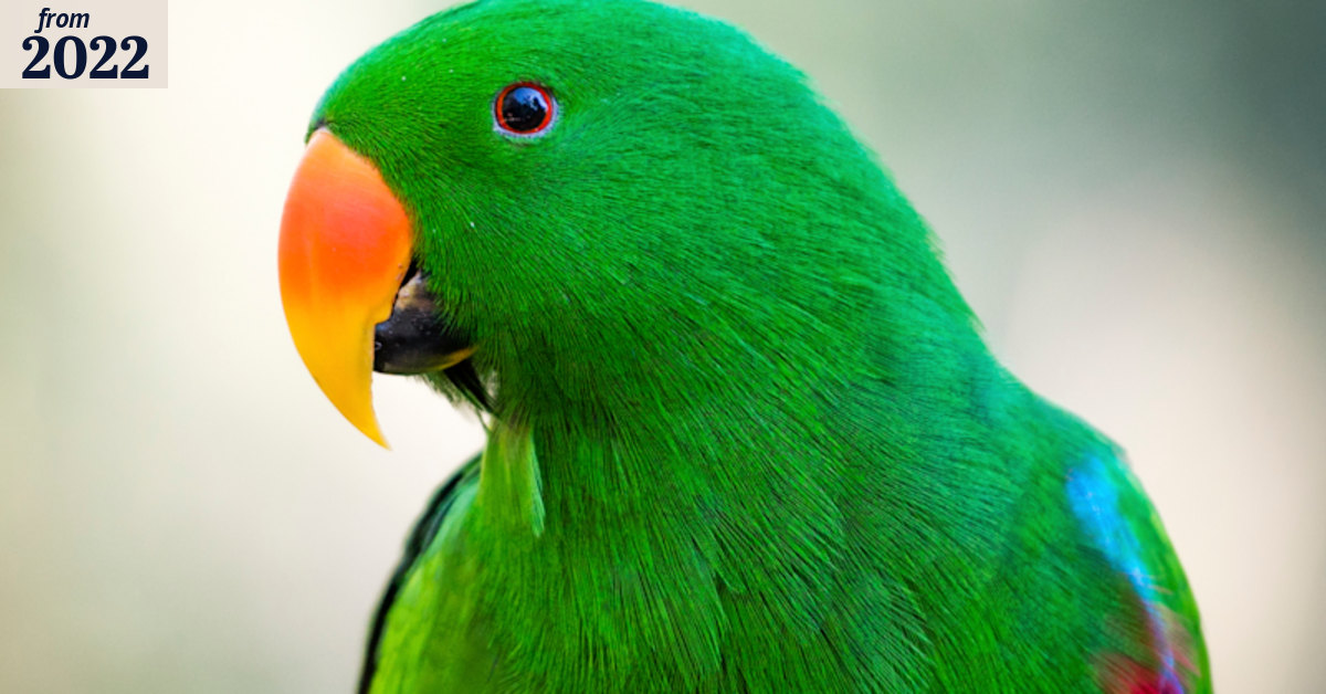 featherless parrot dancing