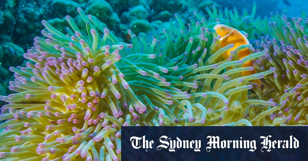 Like the spectacle of a live grand final, coral spawning comes to TV in ...