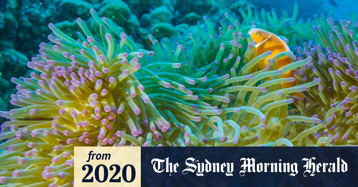Like the spectacle of a live grand final, coral spawning comes to TV in ...