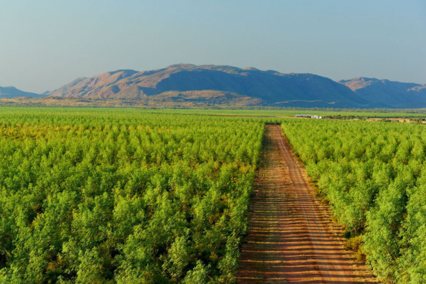 End of road comes in two-decade saga over sandalwood group Quintis ...