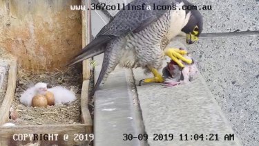 City awed as peregrine falcons hatch high on Melbourne skyscraper