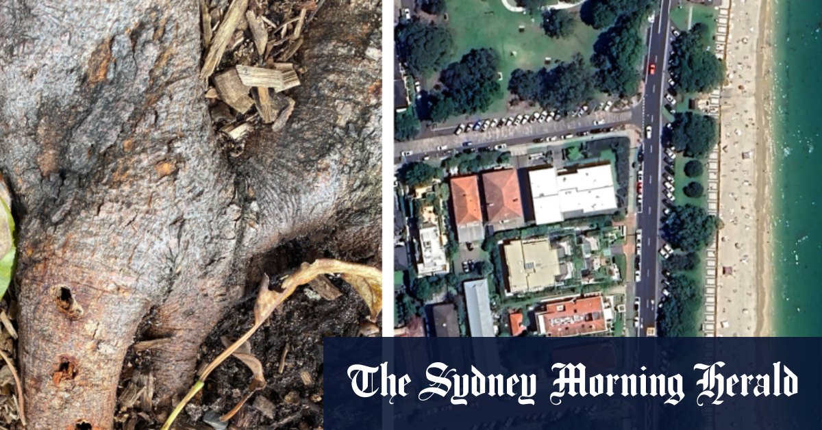 Historic fig trees vandalised in Mosman