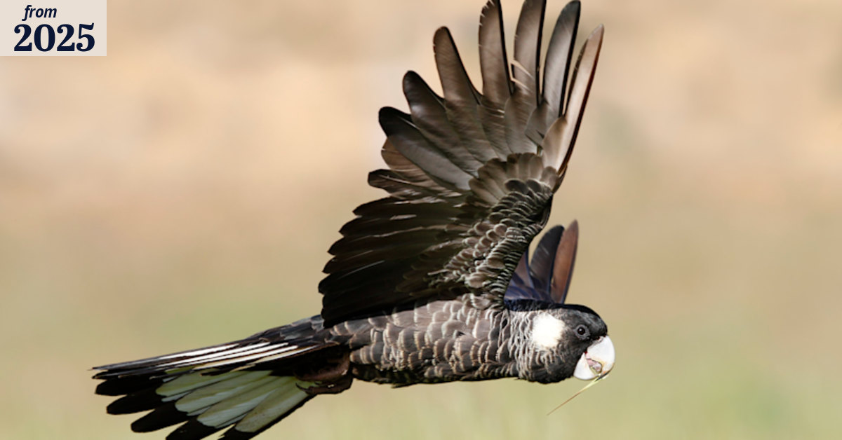 Baudin’s black cockatoo has bid to uplift conservation status rejected ...
