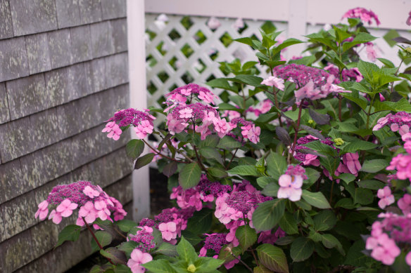 Gardening tips: How to grow hydrangeas in a pot