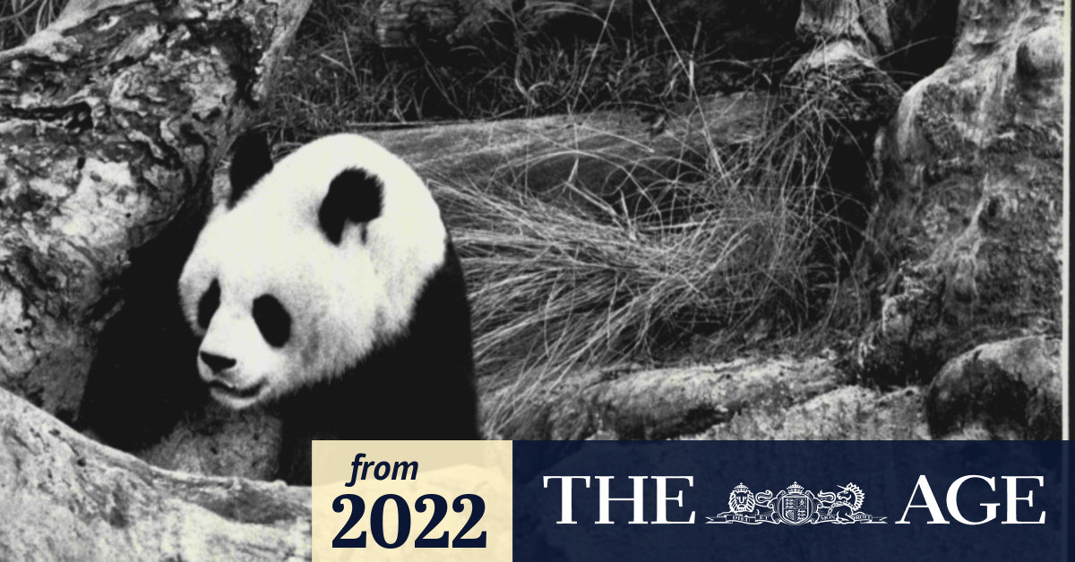 From the Archives, 1988: Two giant pandas arrive in Melbourne
