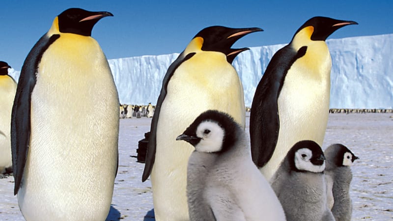 BBC film crew praised for saving penguins