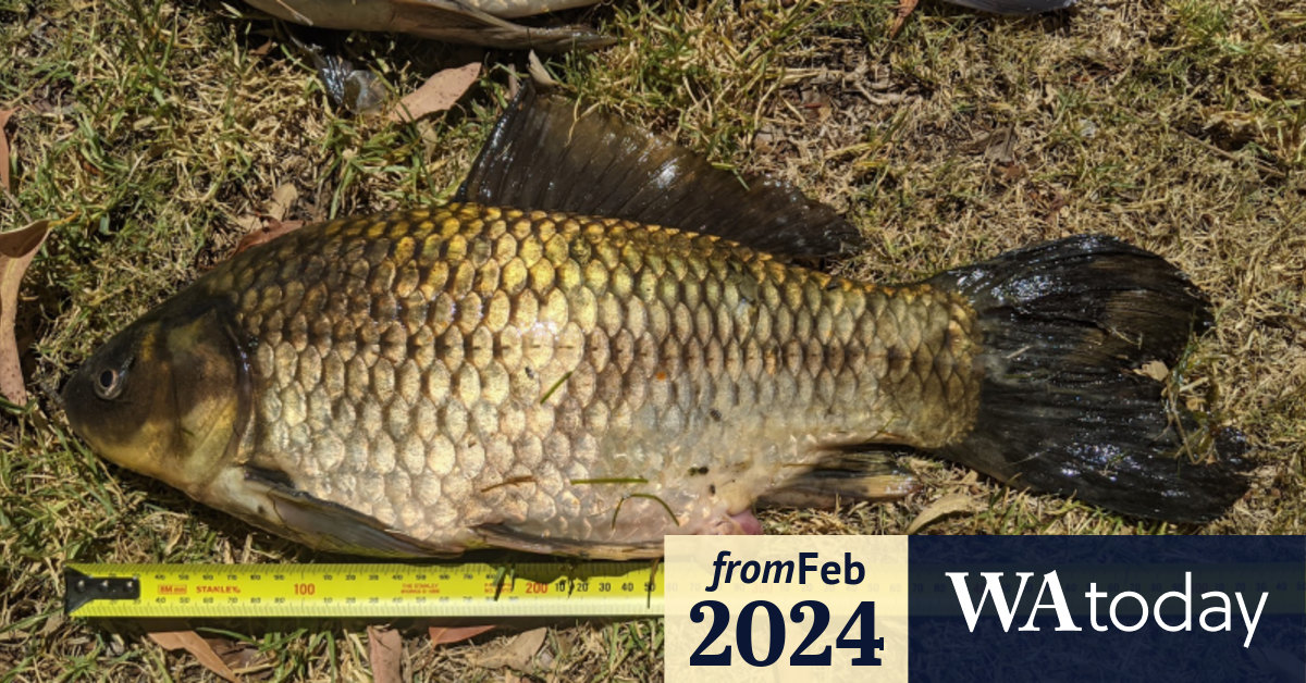 Perth fishing: Biologist reels in ‘world’s longest goldfish’ from ...
