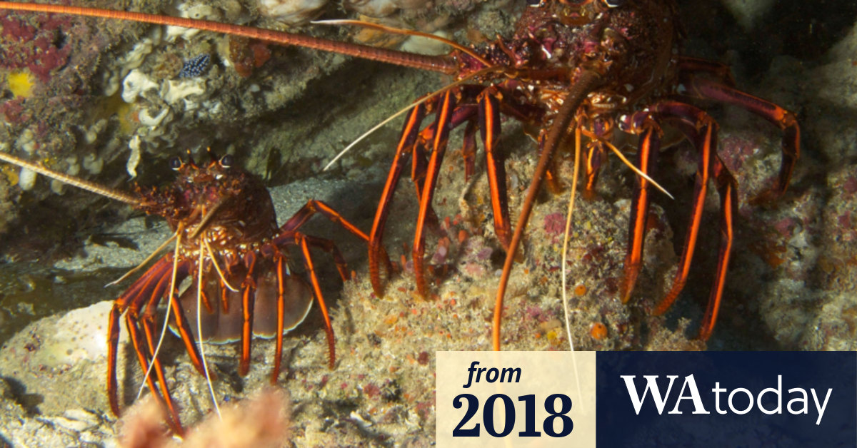 WA rock lobster industry objects to 'never before seen' government ...