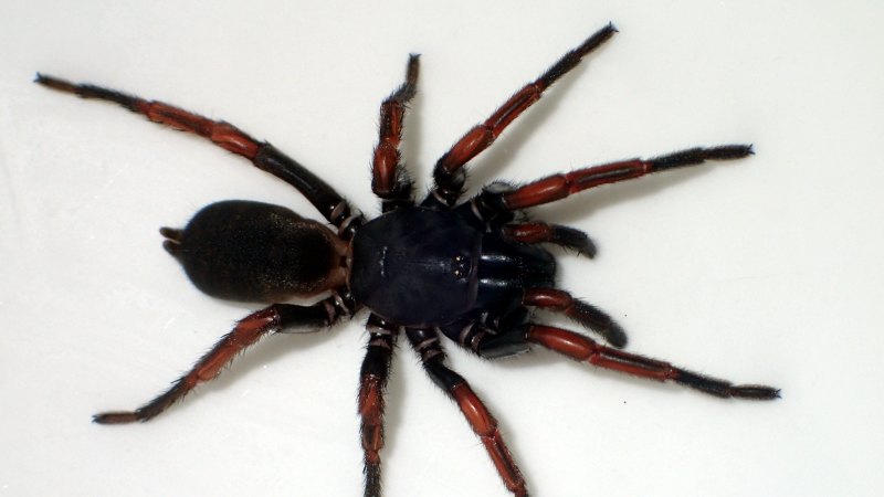 Queensland Museum Wants Public To Name A New Species Of Spider