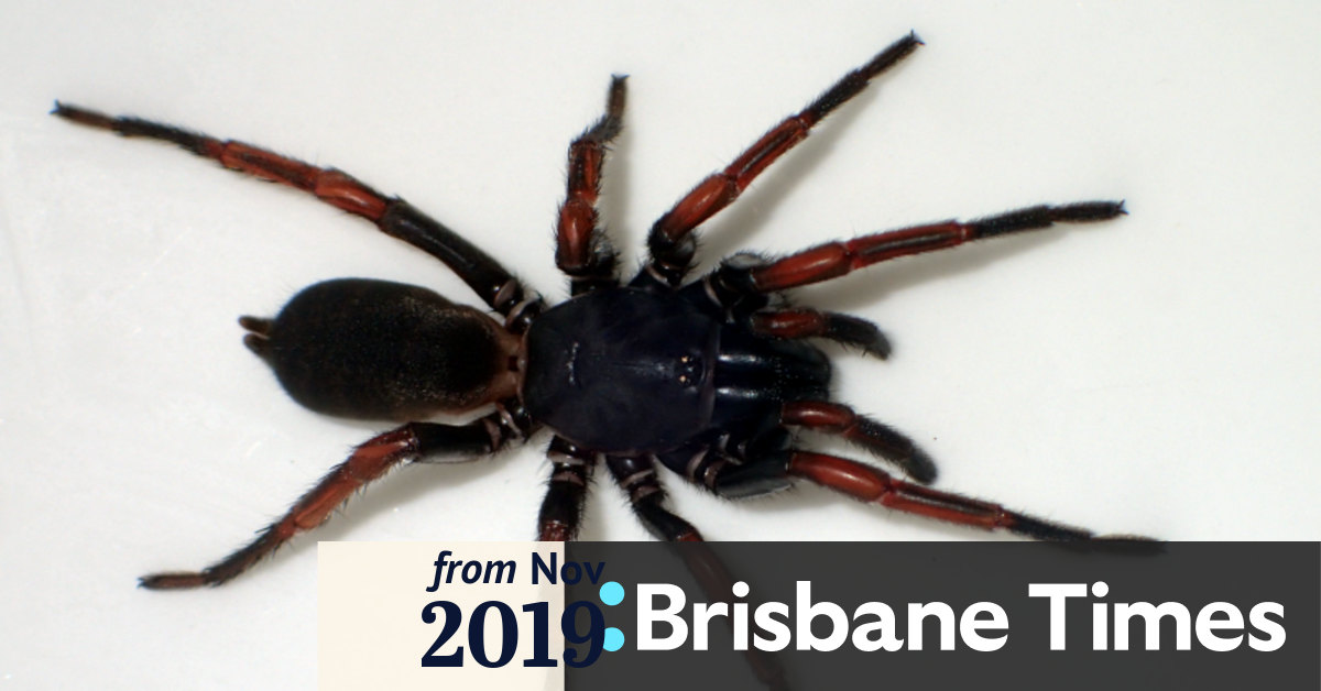 Queensland Museum wants public to name a new species of spider