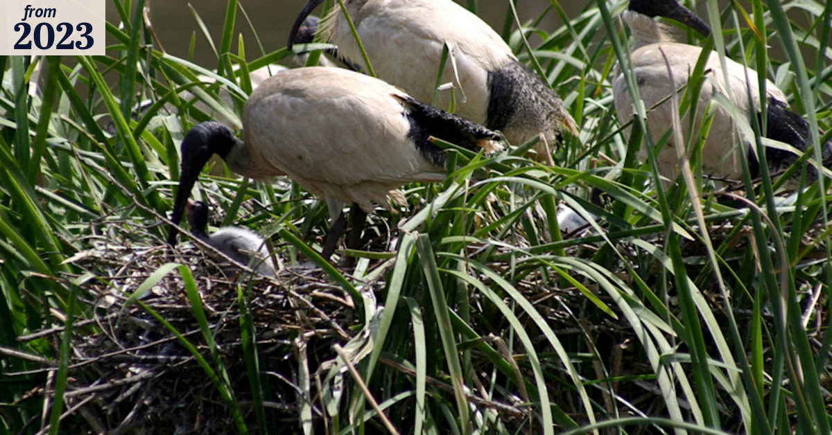 Animal cruelty: Police hunt for man who allegedly tied up ibis