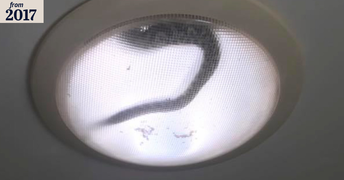 'There's a snake in my skylight': python gives resident a fright