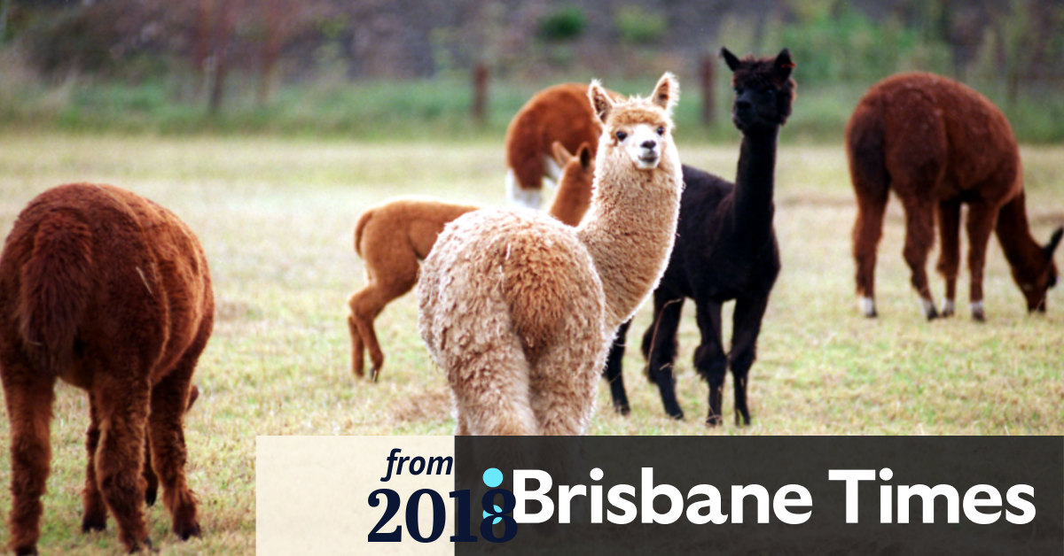 Six alpacas shot dead in 'heartless' southern Queensland attack