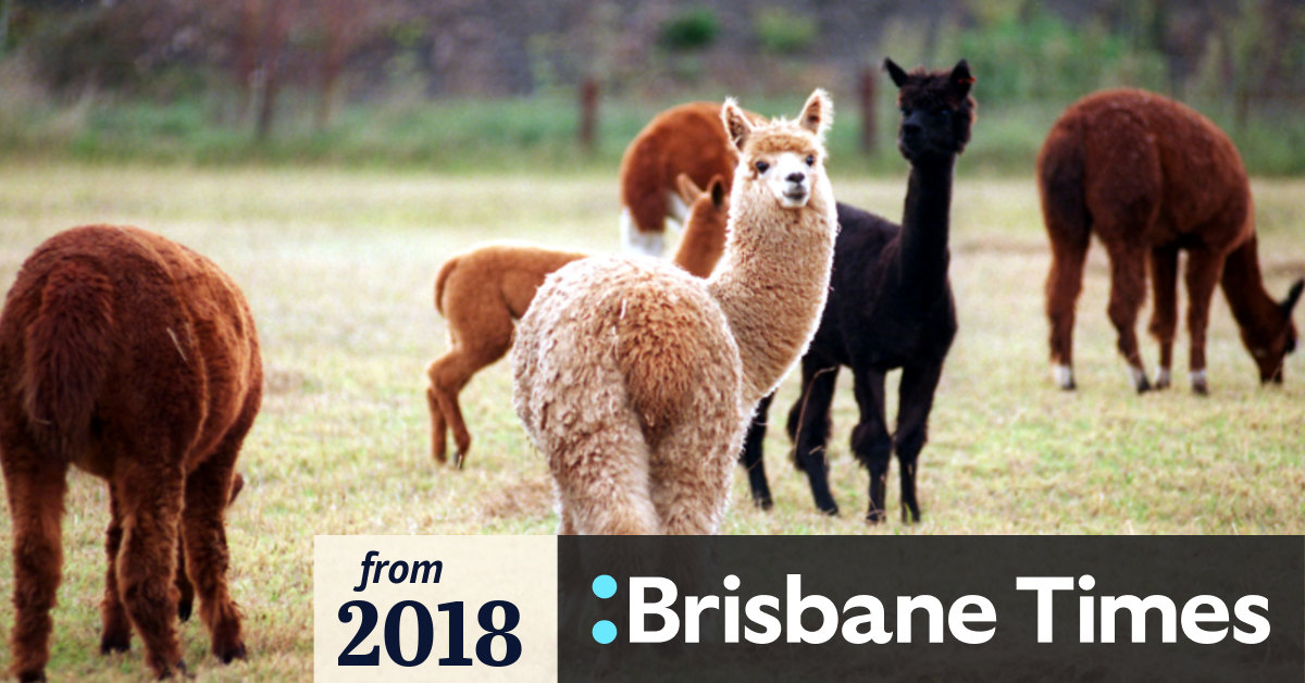 Six alpacas shot dead in 'heartless' southern Queensland attack