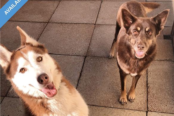 Perth puppies for sale: Before you go one step further, read this.
